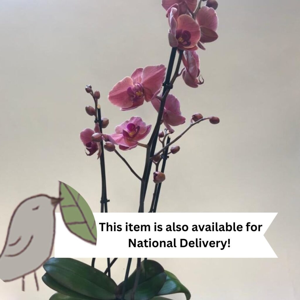 String Of Hearts | Indoor Plants | The Brighton Flower Company