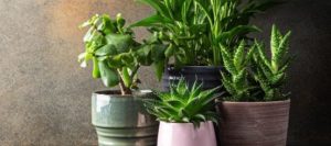 The Brighton Flower Company | Florist In Brighton & Hove