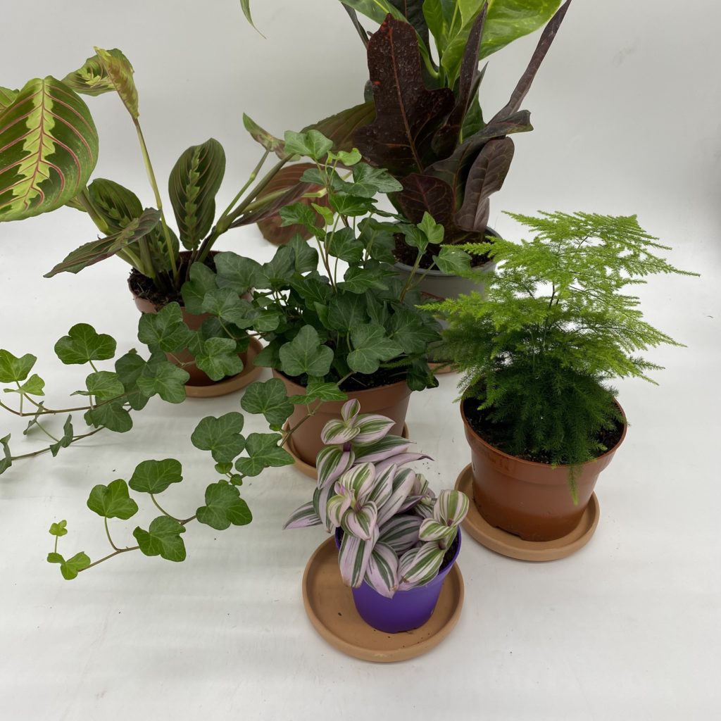 Our Brighton Flower Shop | The Brighton Flower Company