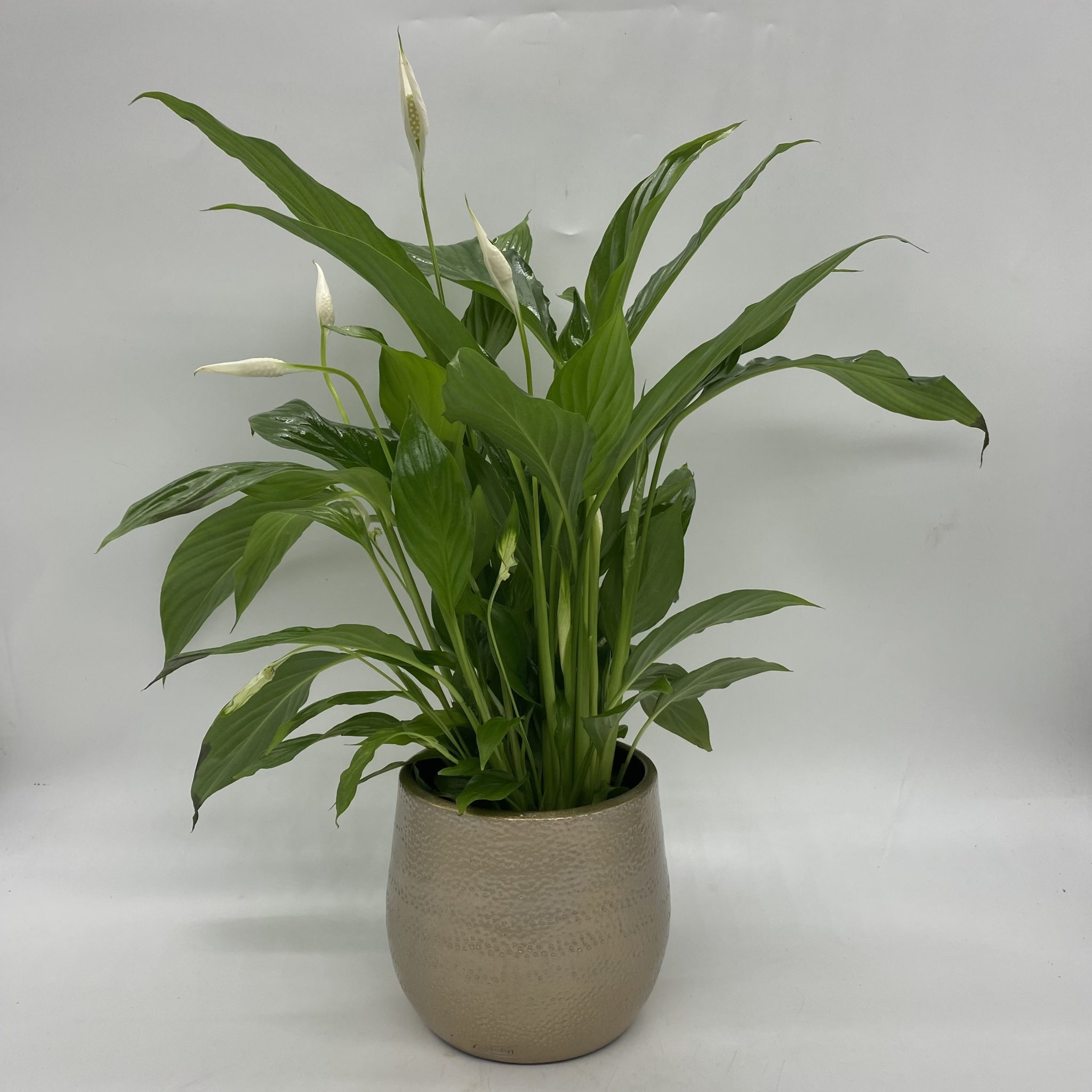 Peace Lily In Gold Pot | Indoor Plants | Brighton Flower Company