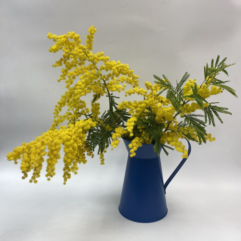 Fragrant Mimosa Blossom In Rustic Jug | Brighton Flower Co