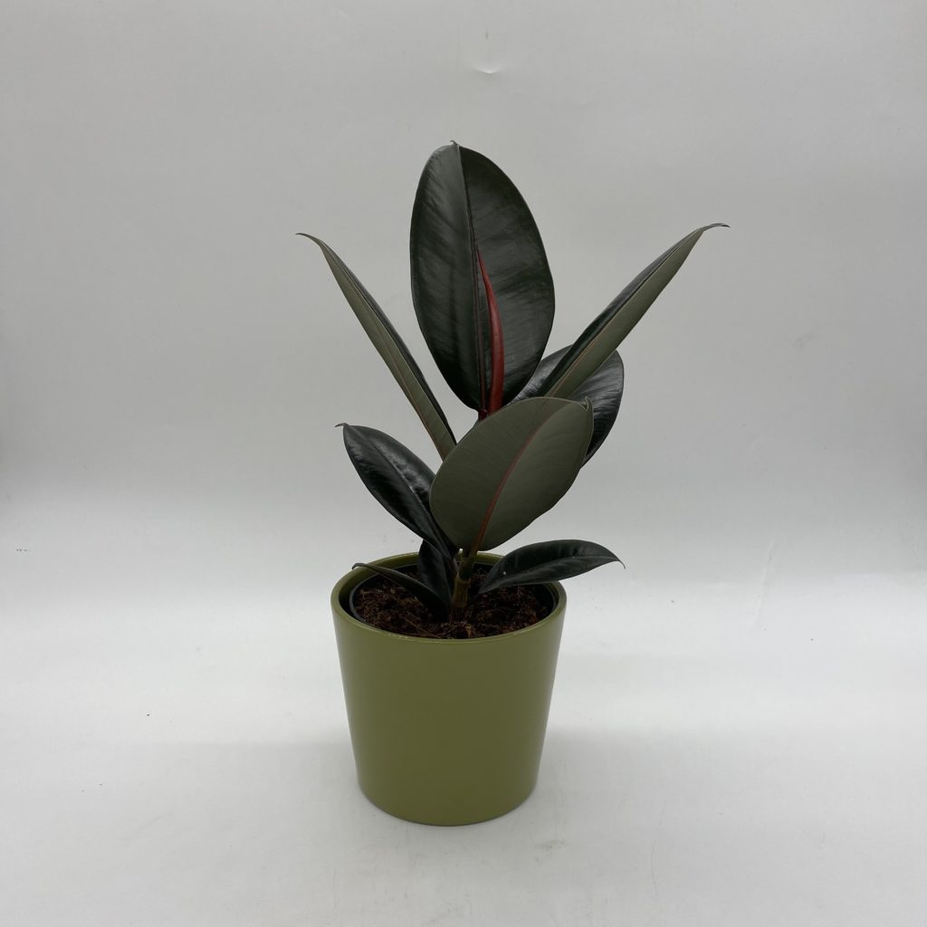 Rubber Plant | Indoor Plants | The Brighton Flower Company