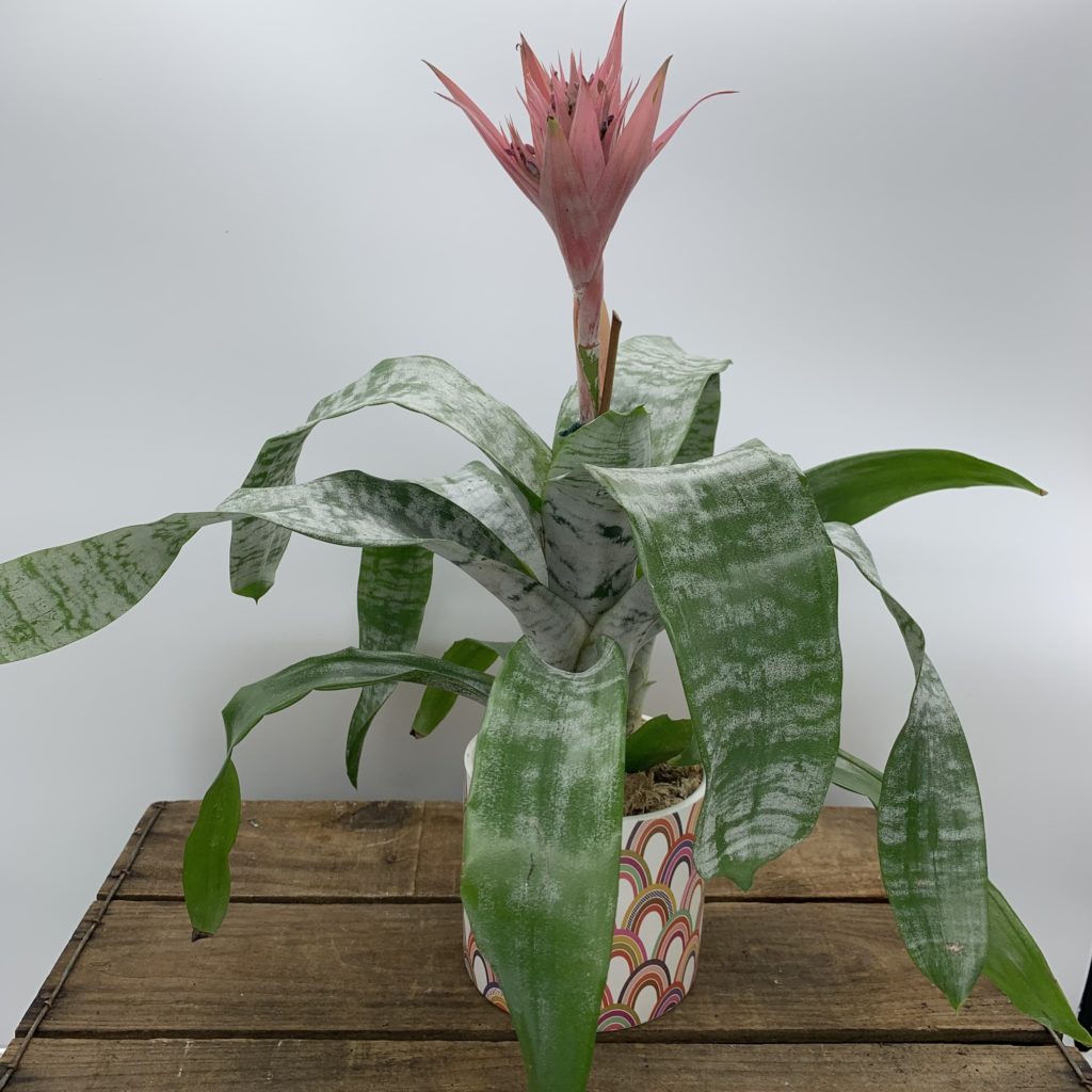 Urn Plant | The Brighton Flower Company