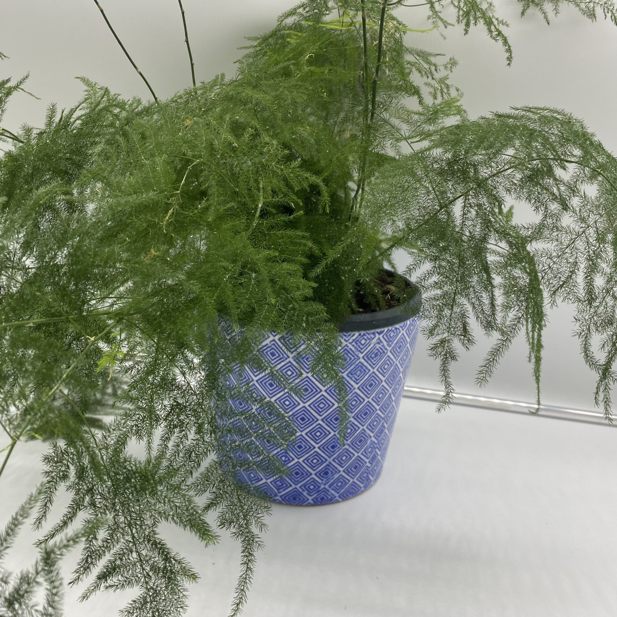 Asparagus Fern | Indoor Plants | The Brighton Flower Company