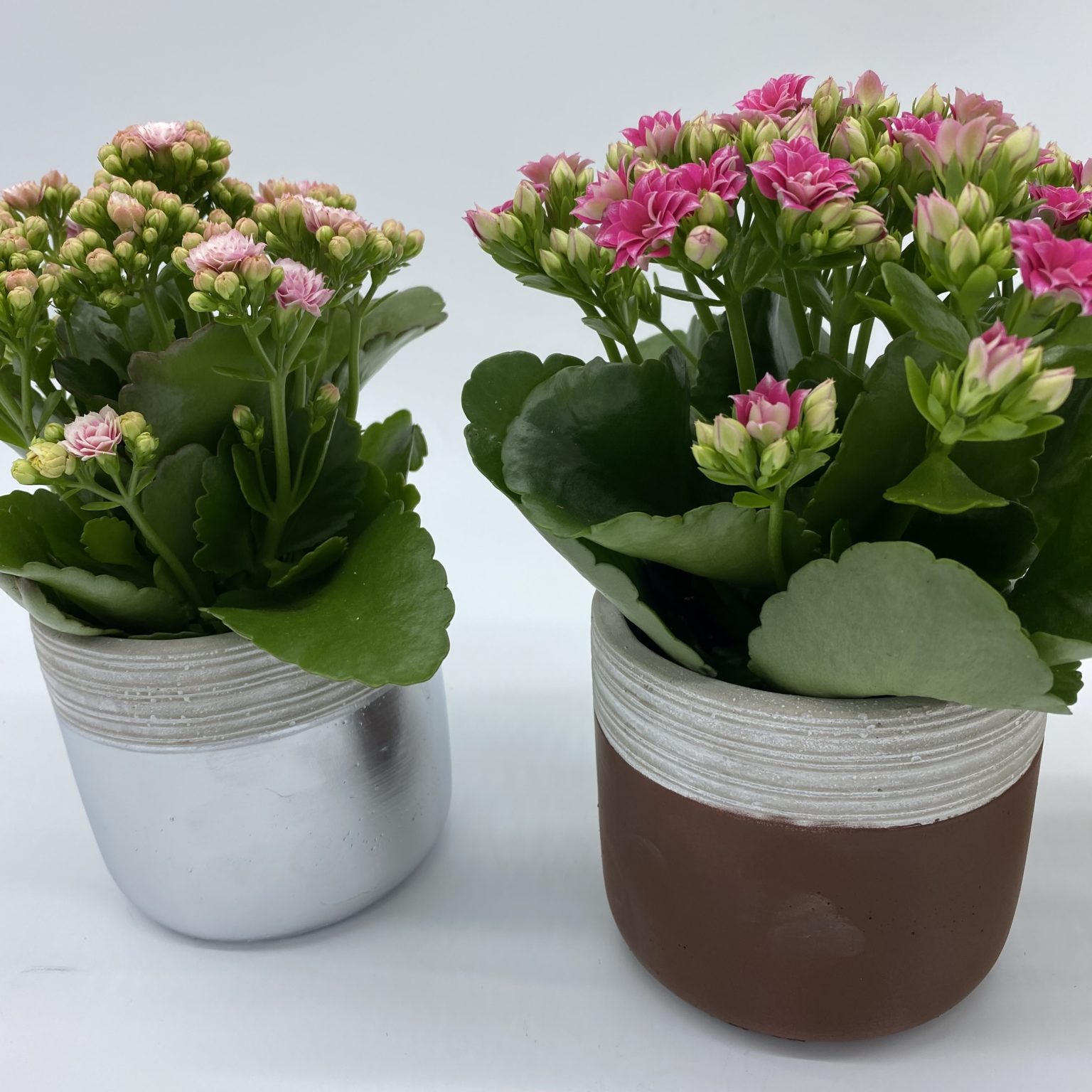 Our Selected Flower Suppliers | The Brighton Flower Company