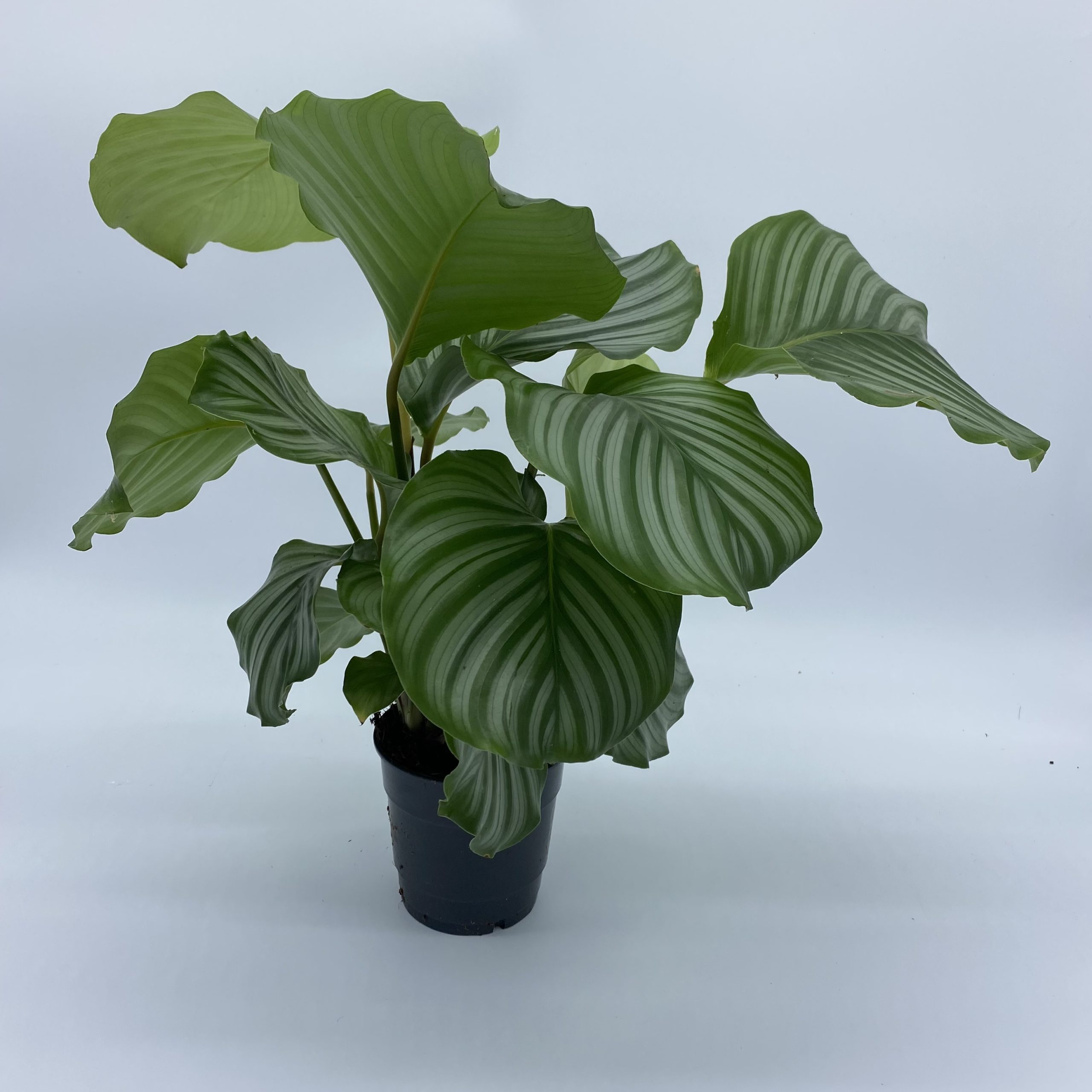 Calathea Orbifolia Plant | The Brighton Flower Company