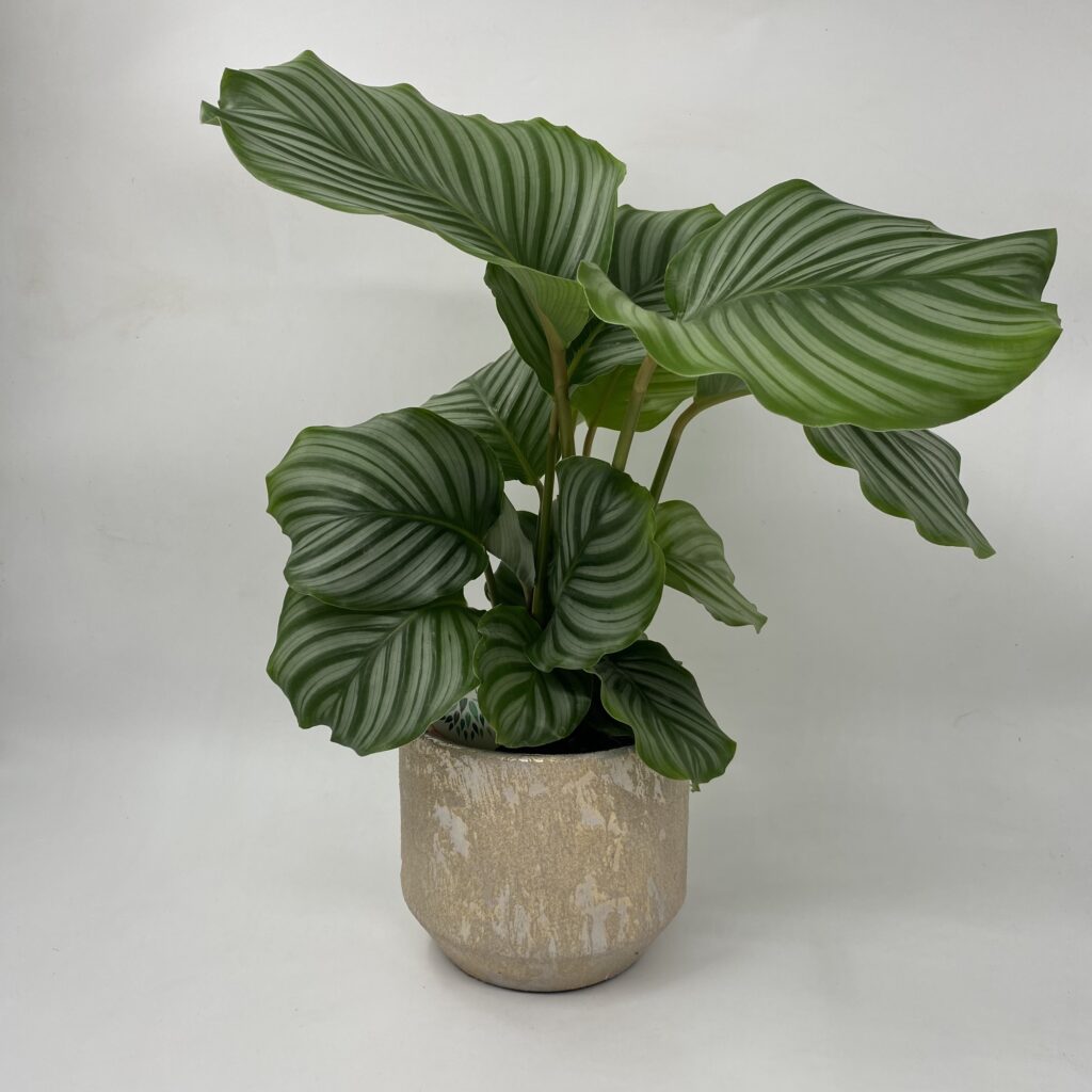 Calathea Orbifolia | Prayer Plant | The Brighton Flower Company