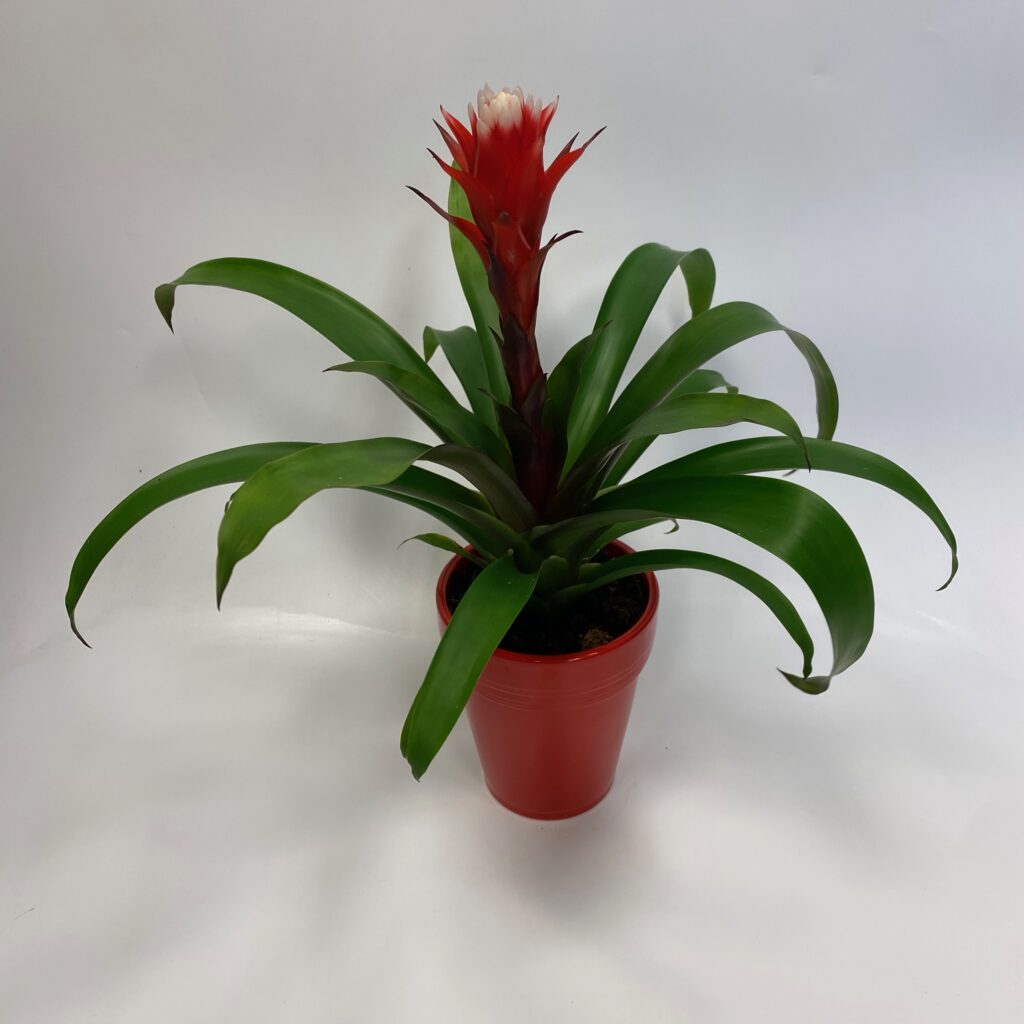 Guzmania In Red Pot | Indoor Plants | Brighton Flower Company