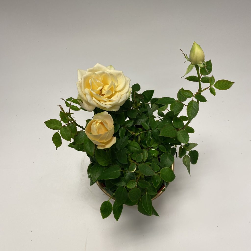 Rose Plant in Gold Pot | The Brighton Flower Company