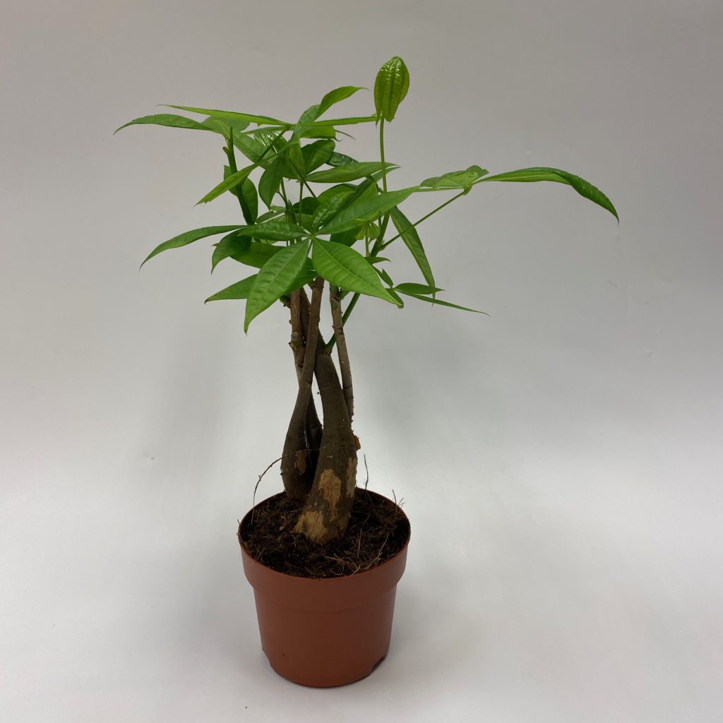 Pachira Plant | The Brighton Flower Company