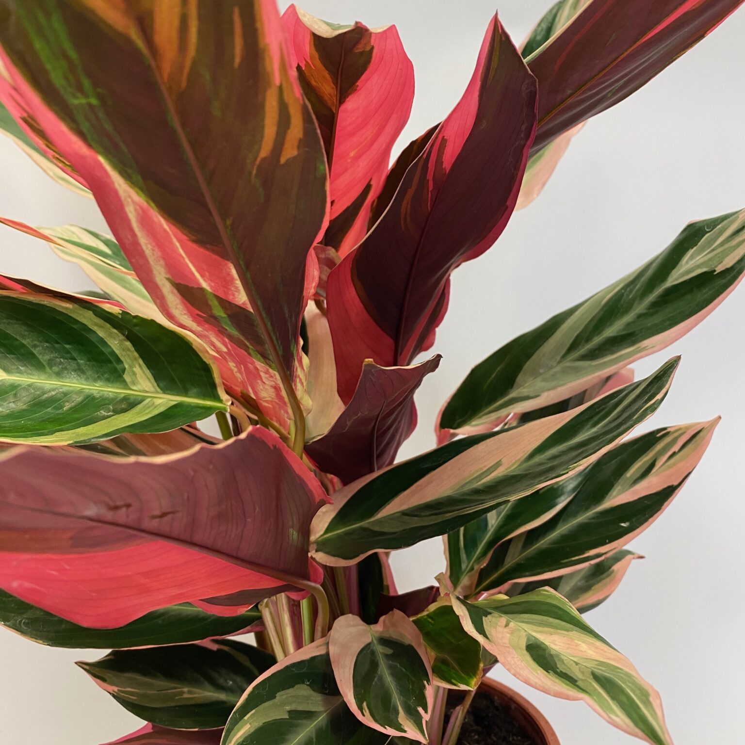 Pink Maranta Prayer Plant | Indoor Plants | Brighton Flower Co