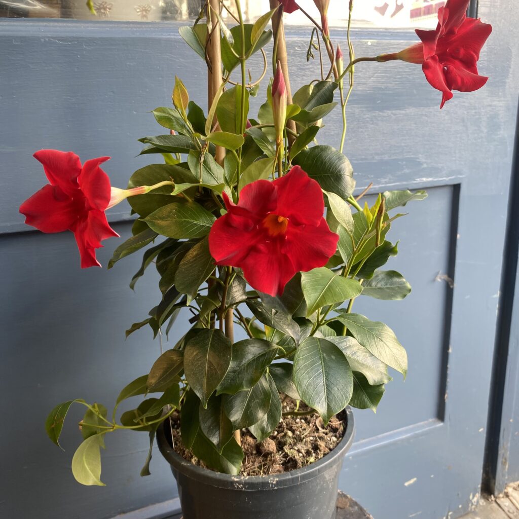 Mandevilla Outdoor Plant | The Brighton Flower Company