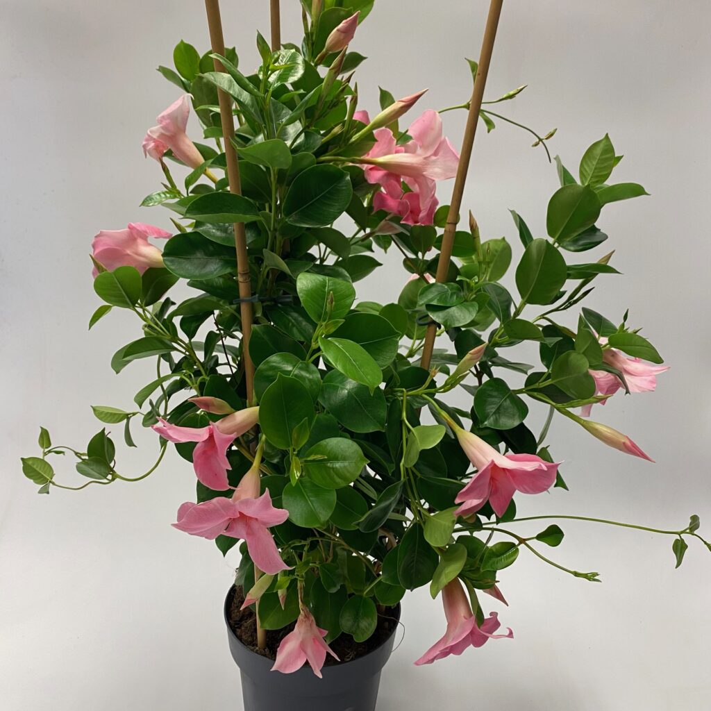Mandevilla Outdoor Plant | The Brighton Flower Company