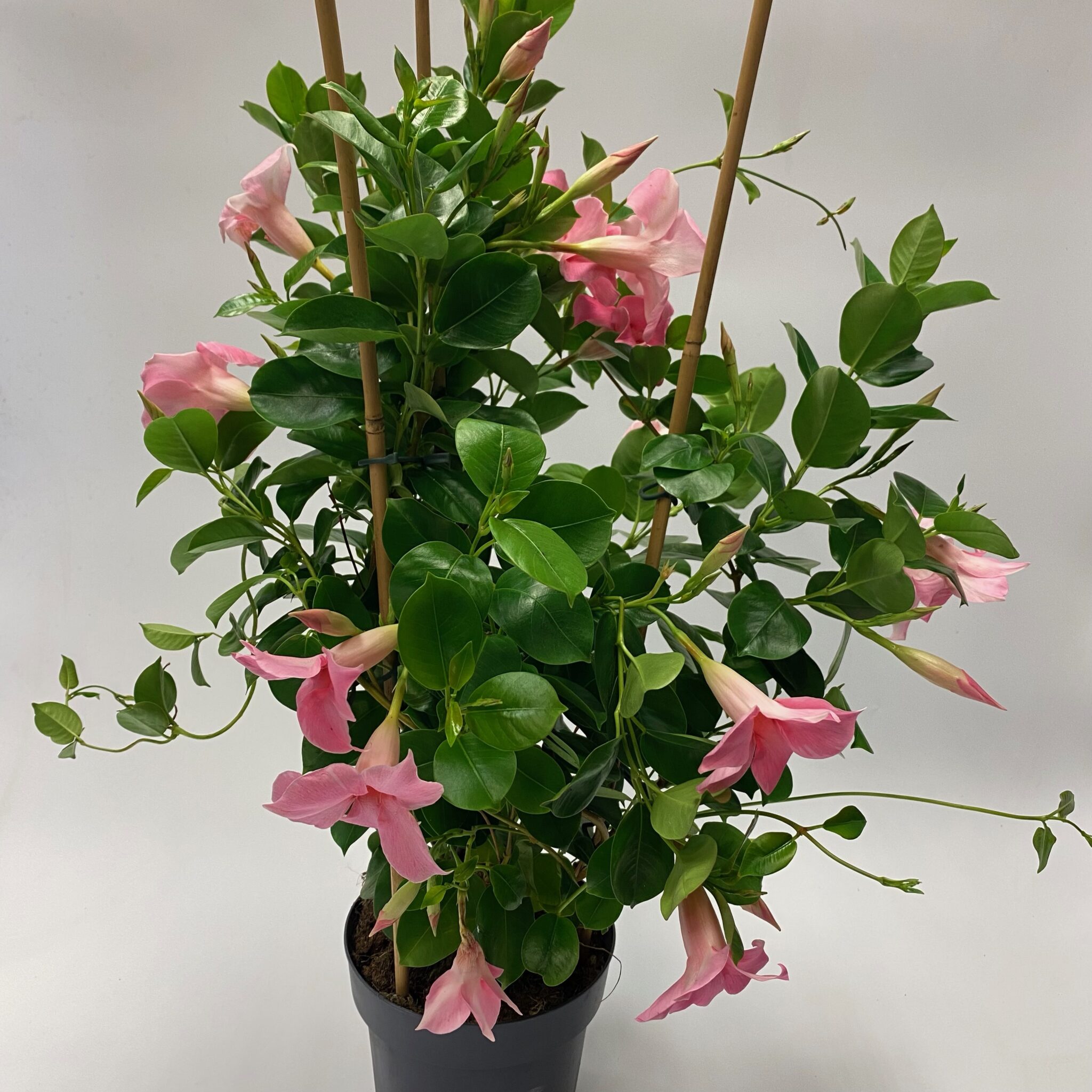 Mandevilla Outdoor Plant | The Brighton Flower Company