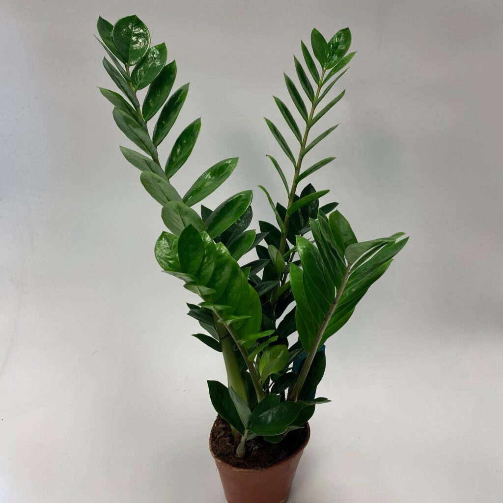 ZZ Plant | Zanzibar Gem Indoor Plant | Brighton Flower Company