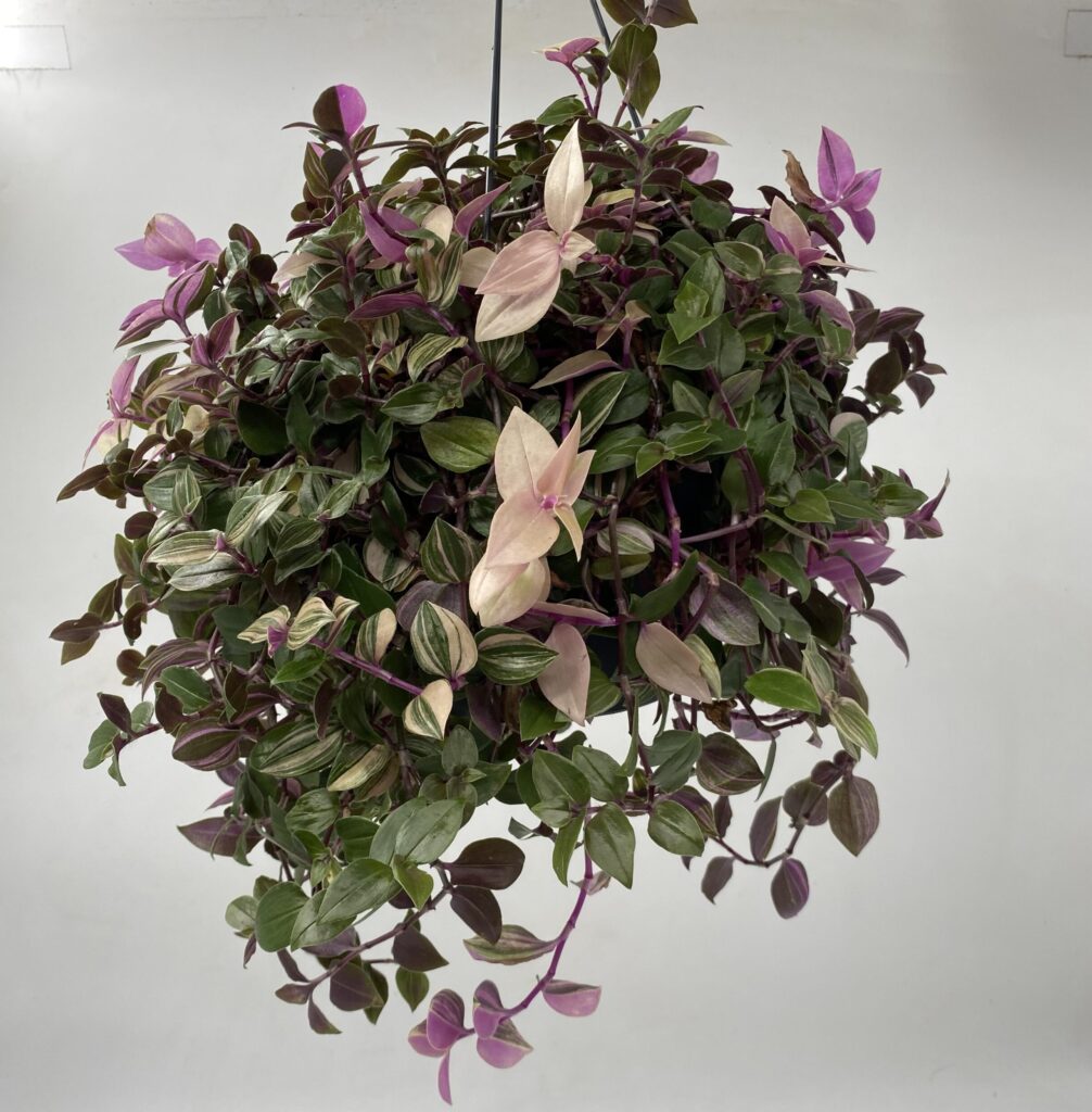 Hanging Tradescantia | Indoor Plants | The Brighton Flower Co