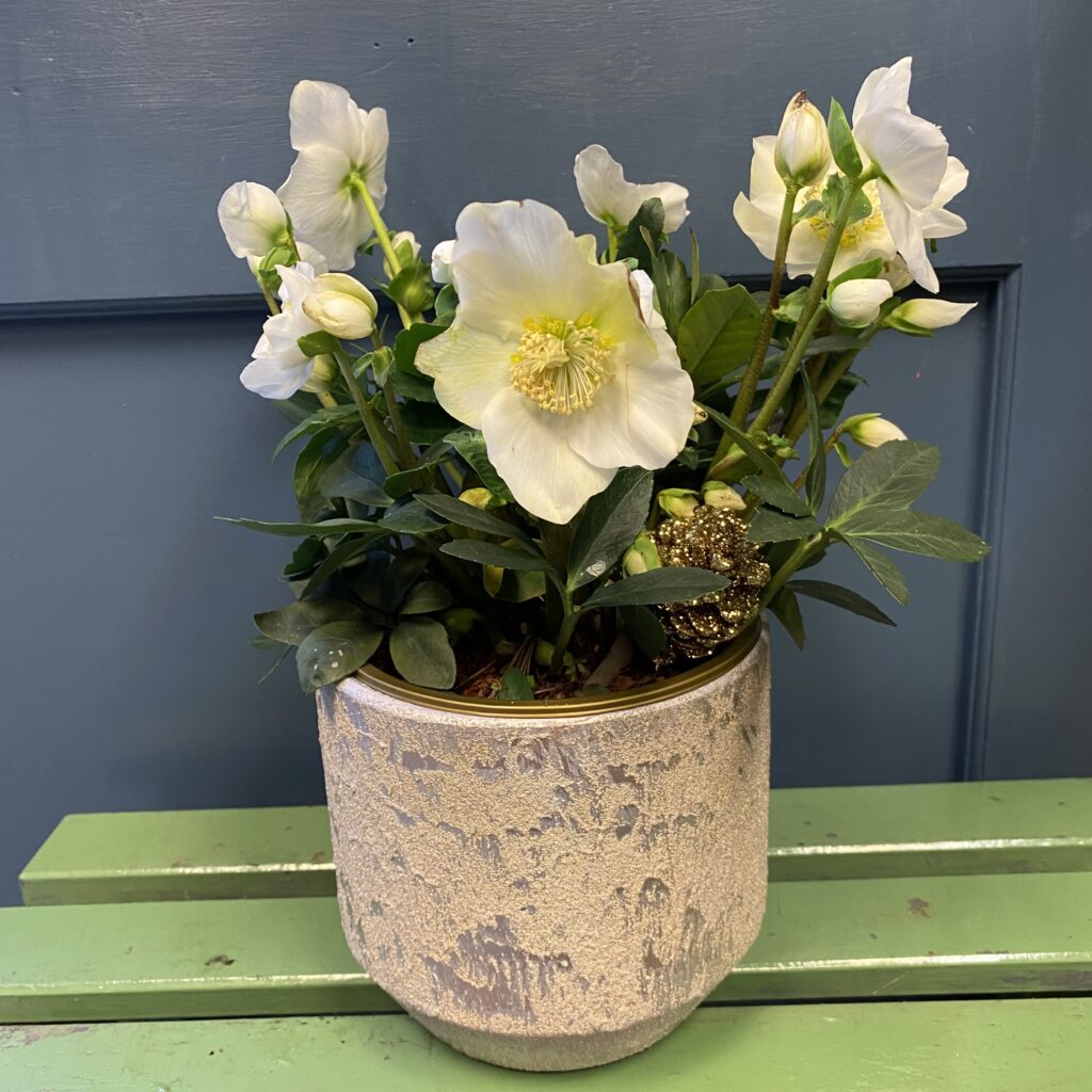 Indoor & Outdoor Plants For Sale | The Brighton Flower Company