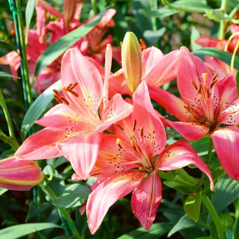 Top Flowers Associated With Spring And Their Meanings